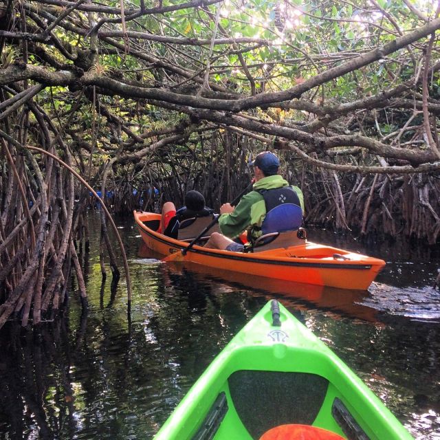 Everglades Kayak Safari Adventure Through Mangrove Tunnels - Discovering the Everglades by Kayak