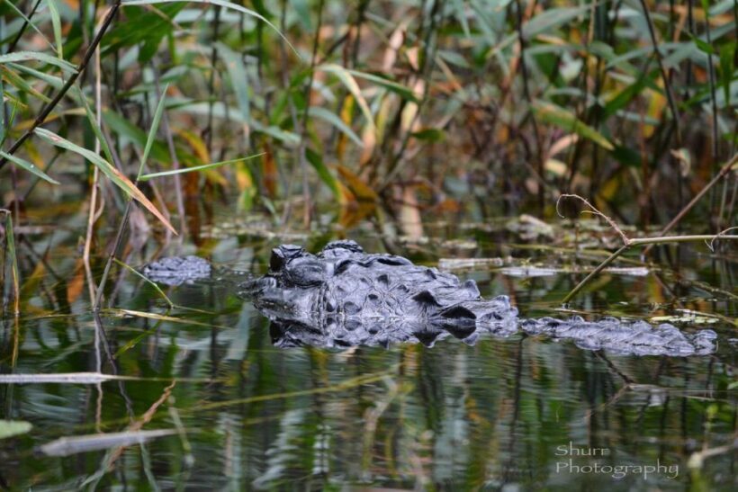 Everglades Kayak Safari Adventure Through Mangrove Tunnels - An In-Depth Look at the Experience