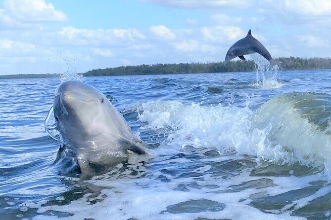 Everglades Manatee, Dolphin and Birding Boat Tour (2 hours) - Who Is This Tour Best For?