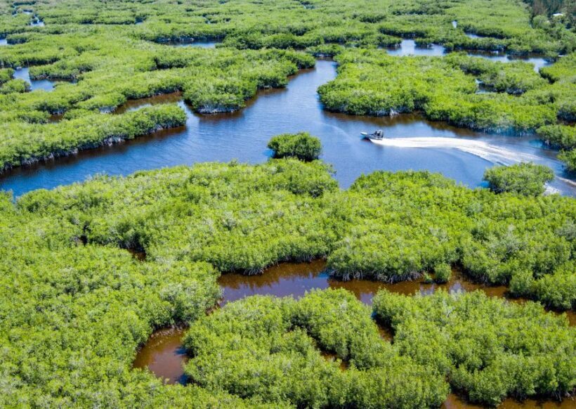 Everglades: Mangrove Maze Airboat Tour and Boardwalk - FAQ