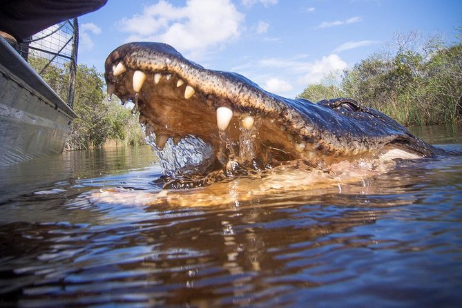 Everglades & Miami City Tour With Experienced Guide in Small Group - Navigating the Tour Experience