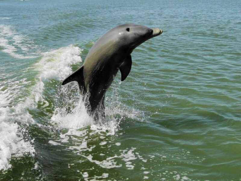 Everglades National Park: 2 hour Dolphin & Birding Boat Tour - Key Points