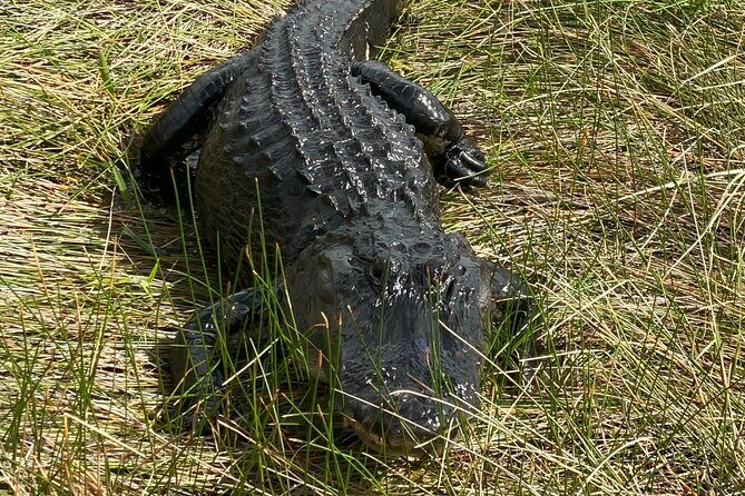 Everglades National Park: 3 Hikes + 90 minute Boat Tour + Lunch - Discovering the Everglades: An In-Depth Look