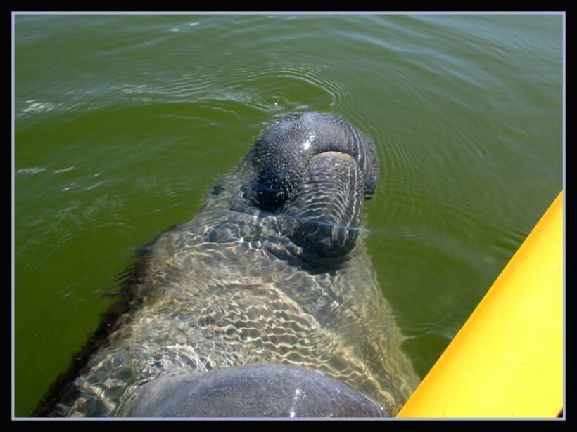 Everglades National Park 3-Hour Kayak Eco Tour - Exploring the Everglades by Kayak: Whats in Store