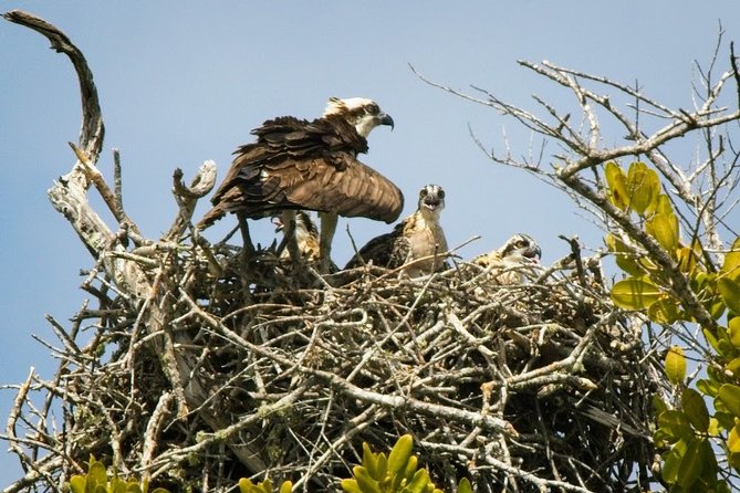 Everglades National Park Biologist Led Adventure: Cruise, Hike + Airboat - FAQ