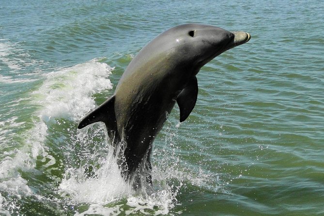 Everglades National Park Dolphin, Birding and Wildlife Boat Tour (2 Hours) - Guest Reviews