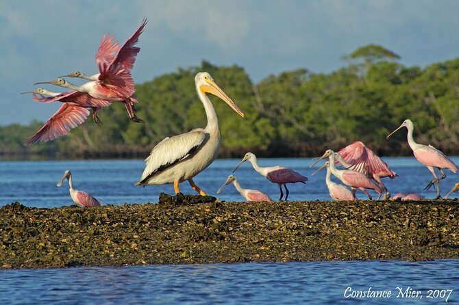 Everglades National Park Dolphin, Birding and Wildlife Boat Tour (2 Hours) - Wildlife Encounters in the National Park