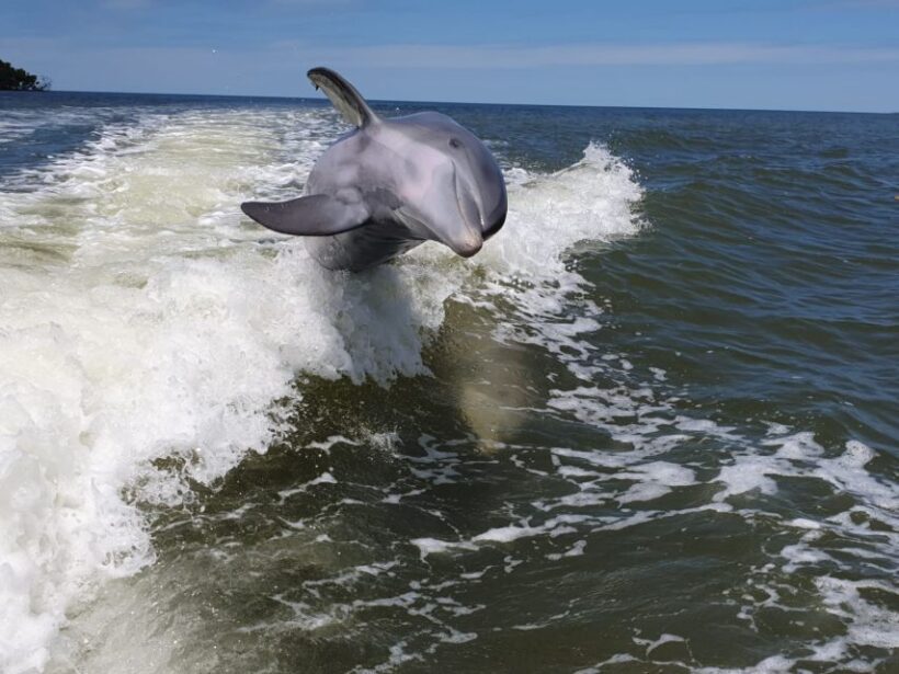 Everglades National Park: Motorboat Eco Tour - FAQs