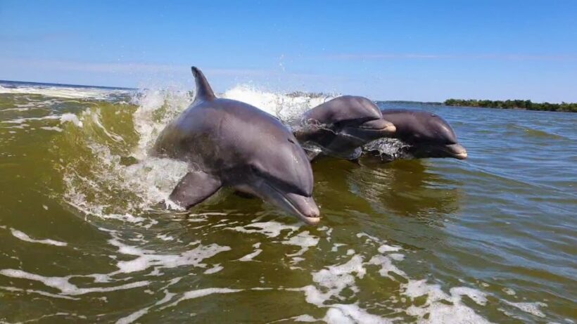 Everglades National Park: Motorboat Eco Tour - In The Sum Up