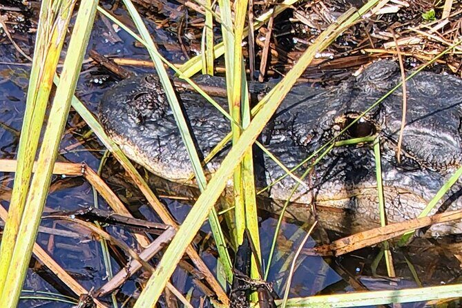 Everglades National Park Naturalist Led Hike, 2 Boat Trips + More - The Sum Up