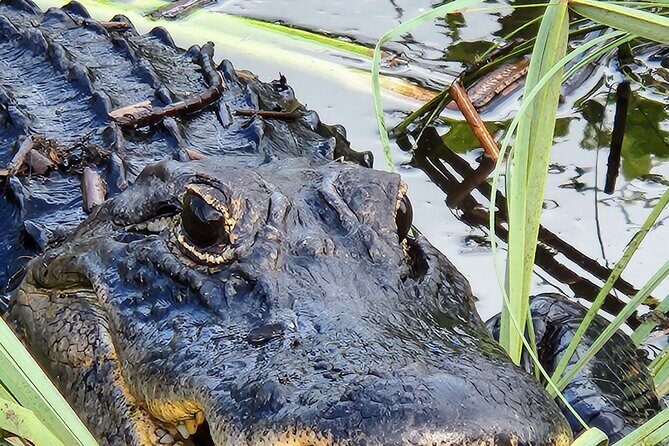 Everglades National Park Naturalist Led Hike, 2 Boat Trips + More - FAQ