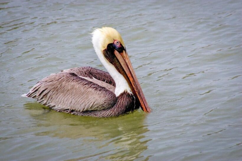 Everglades National Park: Pontoon Boat Tour & Boardwalk - What Travelers Are Saying