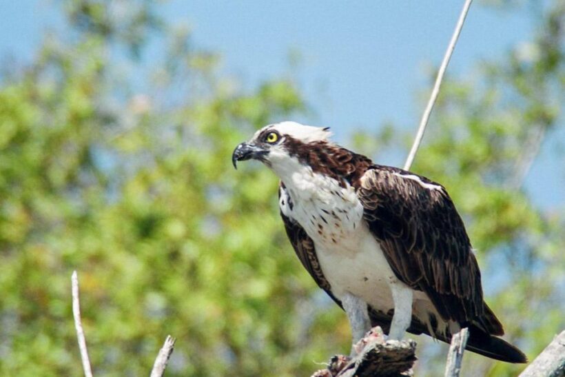 Everglades National Park: Pontoon Boat Tour & Boardwalk - In Summary: Who Will Love This Tour?