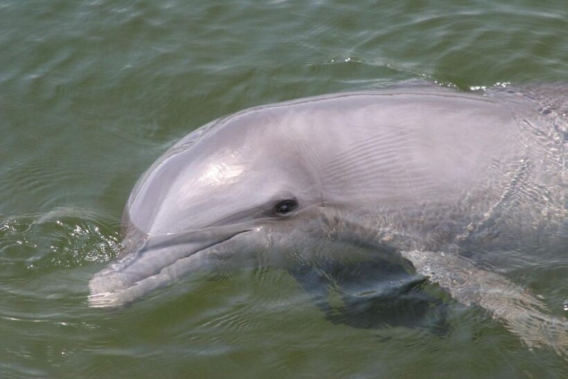 Everglades National Park: Pontoon Boat Tour & Boardwalk - Final thoughts