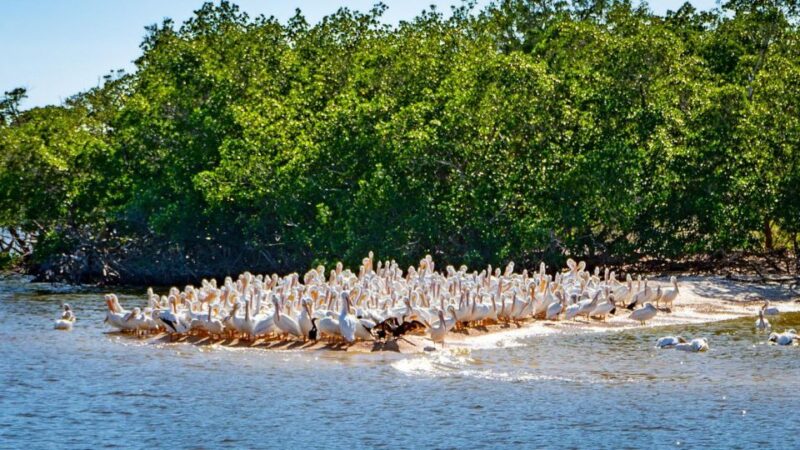Everglades National Park: Pontoon Boat Tour & Boardwalk - FAQ