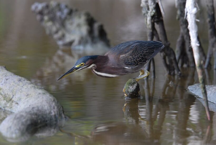 Everglades Private 2.5 Hour Photo and Birding Safari - An In-Depth Look at the Everglades Private Safari