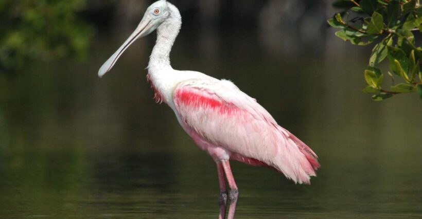 Everglades Private 2.5 Hour Photo and Birding Safari - The Sum Up