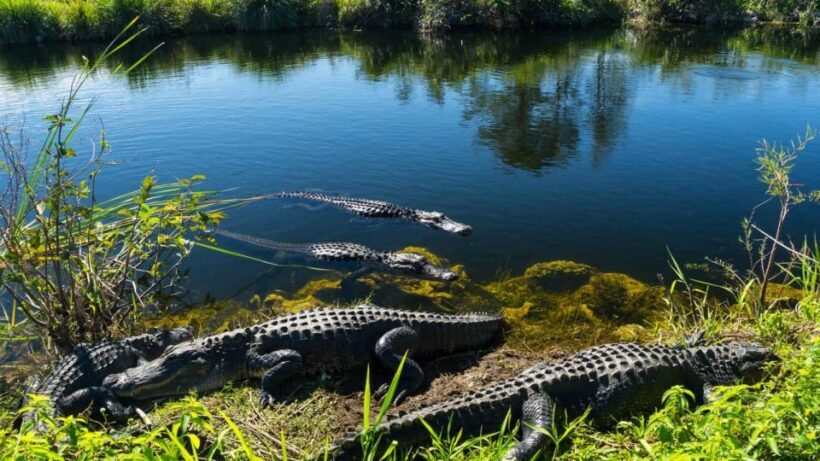 Everglades: Sawgrass Park Airboat Adventure Package - An Overview of the Experience