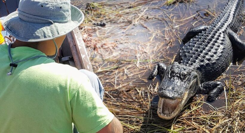 Everglades: Sawgrass Park Airboat Adventure Package - The Food, Souvenirs, and Extras