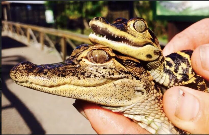 Everglades: Sawgrass Park Airboat Adventure Package - The Value and Who Will Love It