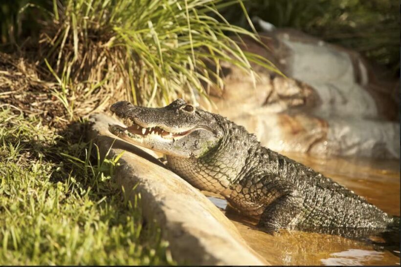 Everglades: Sawgrass Park Airboat Adventure Package - FAQ