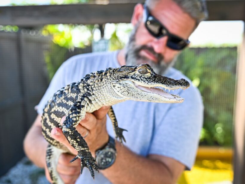Everglades: Sawgrass Park Day Time Airboat Tour & Exhibits - Key Points