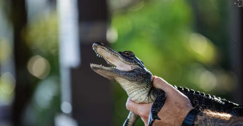 Everglades: Sawgrass Park Reptile Exhibit Private Tour - Final Thoughts