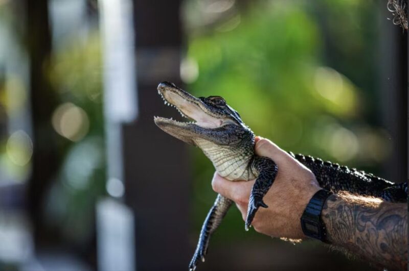 Everglades: Sawgrass Park Reptile Exhibit Private Tour - The Experience Itself: A Closer Look