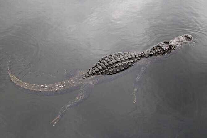 Everglades Small Group Express from Fort Lauderdale +Airboat Ride - The Experience: What You’ll Love and What to Watch For