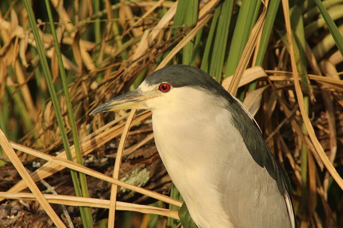 Everglades Small Group Guided Boating & Walking Tour Expedition - FAQ