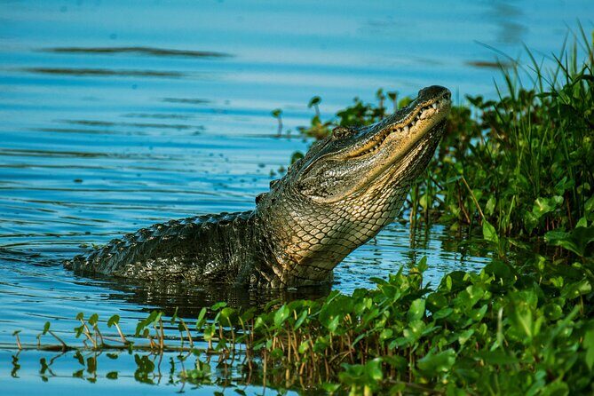 Everglades Tour from Miami Beach with Transportation - Wildlife and Conservation Presentations
