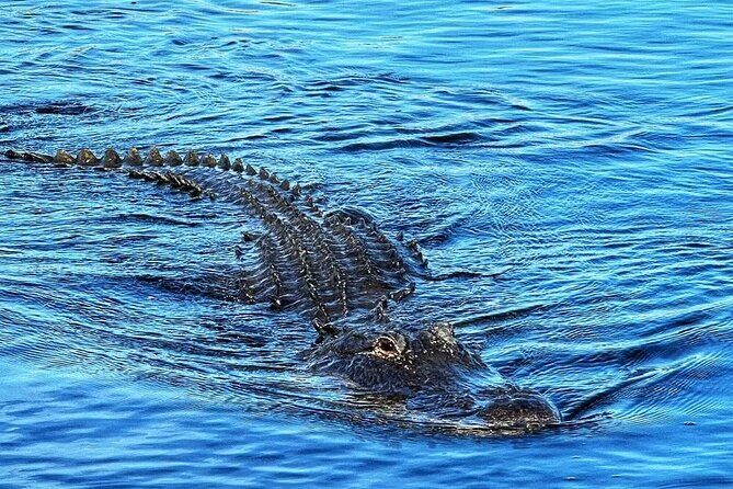 Everglades Tour from Miami with Transportation - The Itinerary in Detail