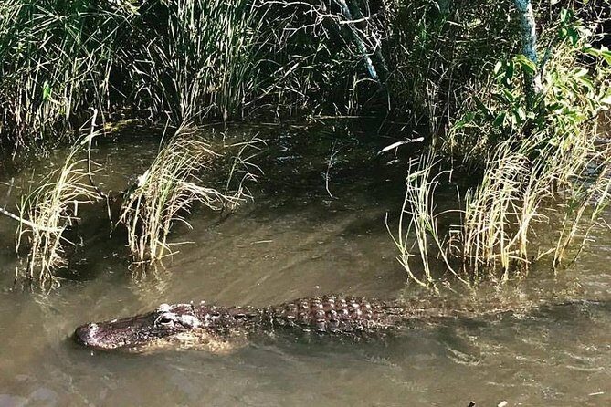 Everglades Tour from Miami with Transportation - Who Should Consider This Tour?