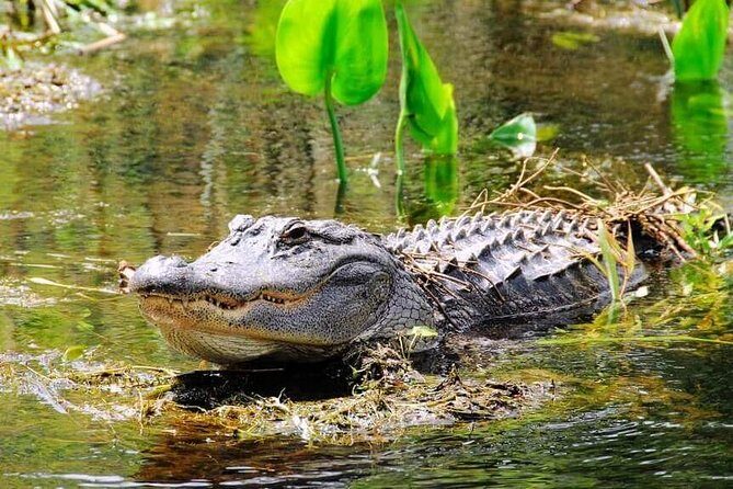 Everglades Tour in Miami - A Complete Experience of the Miami Everglades Tour
