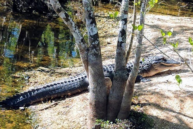Everglades Tour w/ Biologist Led WET walk + 2 Boat Trips + Lunch! - Final Thoughts