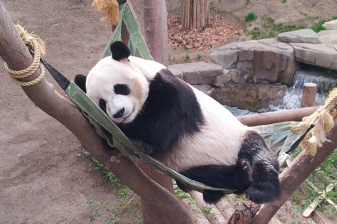 Everland Private Shuttle "Total Private Tour: More Members Less Cost" - Why This Tour Offers Real Value