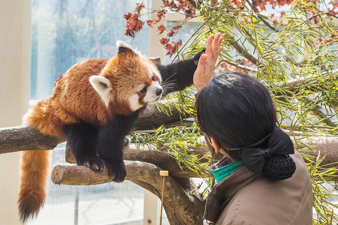 Everland Theme Park Admission Ticket with Transfer from Seoul - An In-Depth Look at the Tour Experience