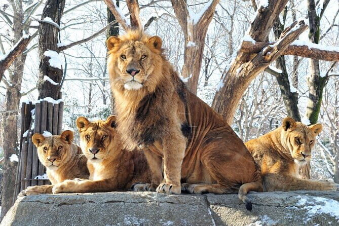 Everland Theme Park One Day Admission Ticket - Practical Tips for Visiting Everland