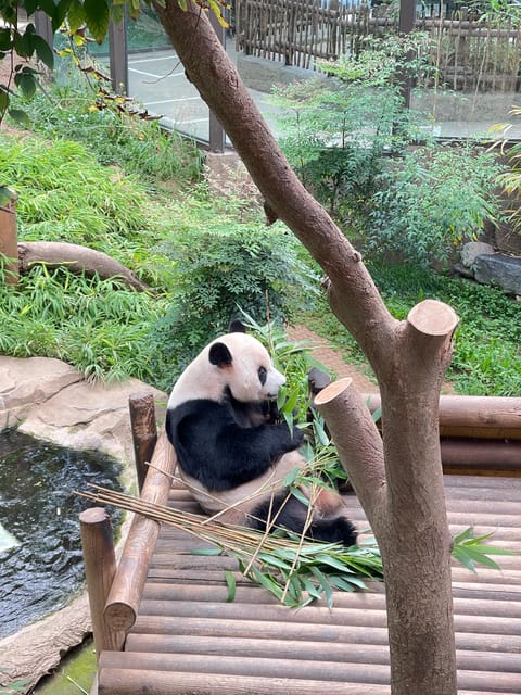 Everland Transfer & Admission ticket with Meal Coupon - Cost and Value: Is It Worth It?