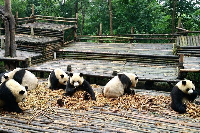 Everything Panda Private Day Tour in Chengdu - Key Points
