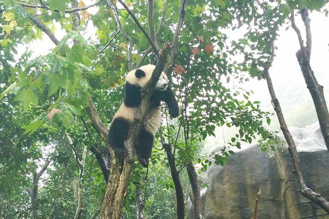 Everything Panda Private Day Tour in Chengdu - Who Should Book This Tour?
