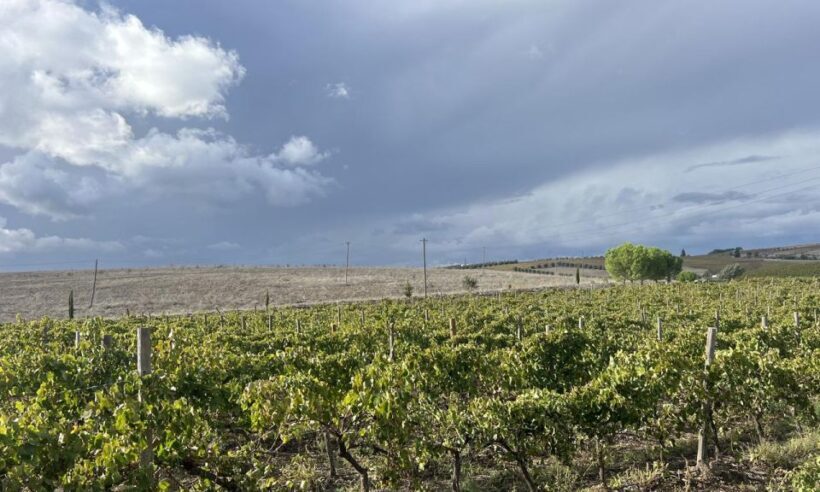 Evora, Winery & Cork Factory: Full-day Private Transport - FAQ