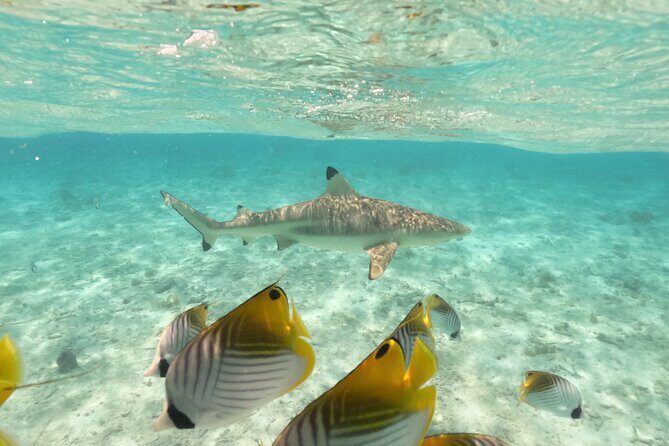 Exceptional Half day on the turquoise lagoon of Bora Bora - Authentic Marine Encounters and Natural Beauty