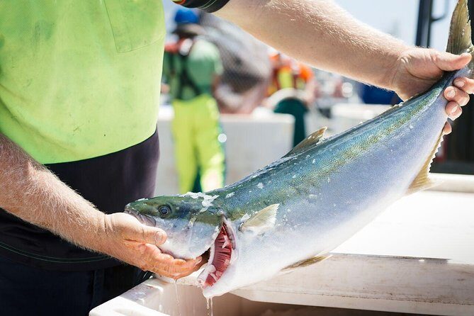 Exceptional Port Lincoln, Seafood and Wildlife Tour - The Value of This Tour