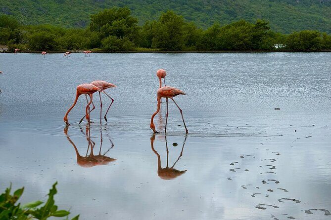 Exclusive 4 -Hour Private nature Tour: West Curacao's Best - Why You Should Consider This Tour