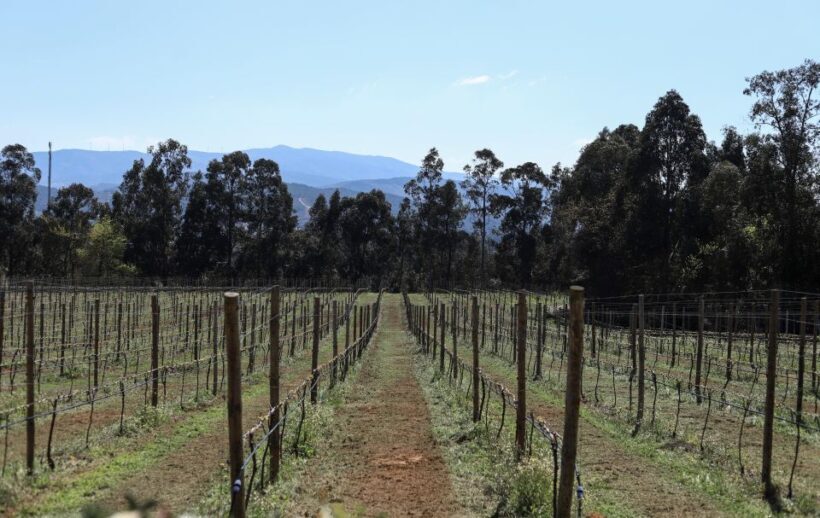 Exclusive 5-wine tasting - Who Should Consider This Tour?