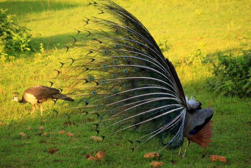 Exclusive : Afternoon Yala Safari with Beach BBQ Dinner - Value and Cost Analysis