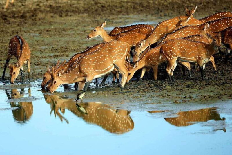 Exclusive : Afternoon Yala Safari with Beach BBQ Dinner - The Experience Provider: Beyond Escapes