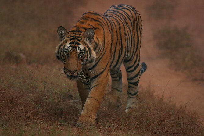 Exclusive Bandhavgarh Tiger Safari - The Cost and Its Value
