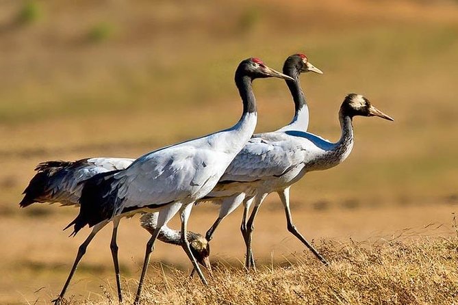 Exclusive Bhutan Tour - Authentic Encounters and Cultural Highlights